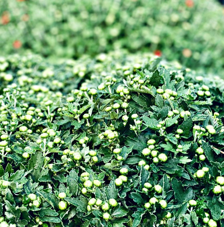 Tips on What You Need To Know Before Buying Mums - Farmhouse 1820