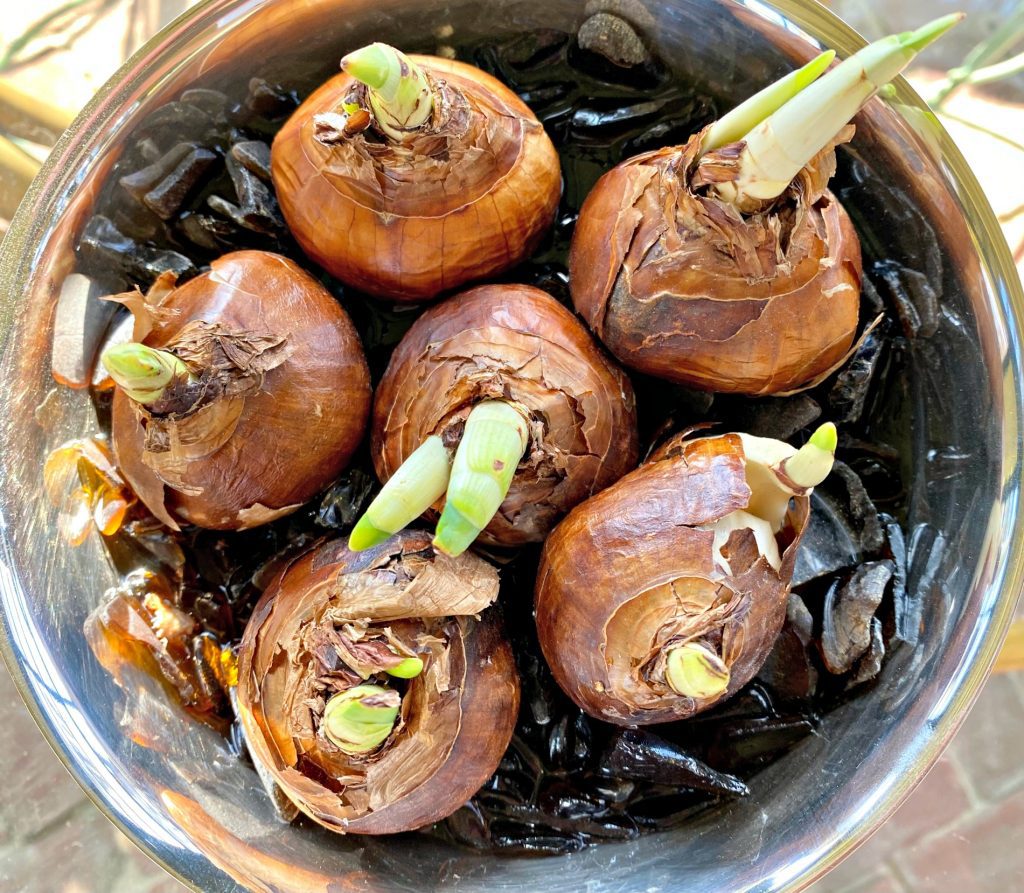 How To Force Paperwhite Bulbs And Grow Indoors - Farmhouse 1820