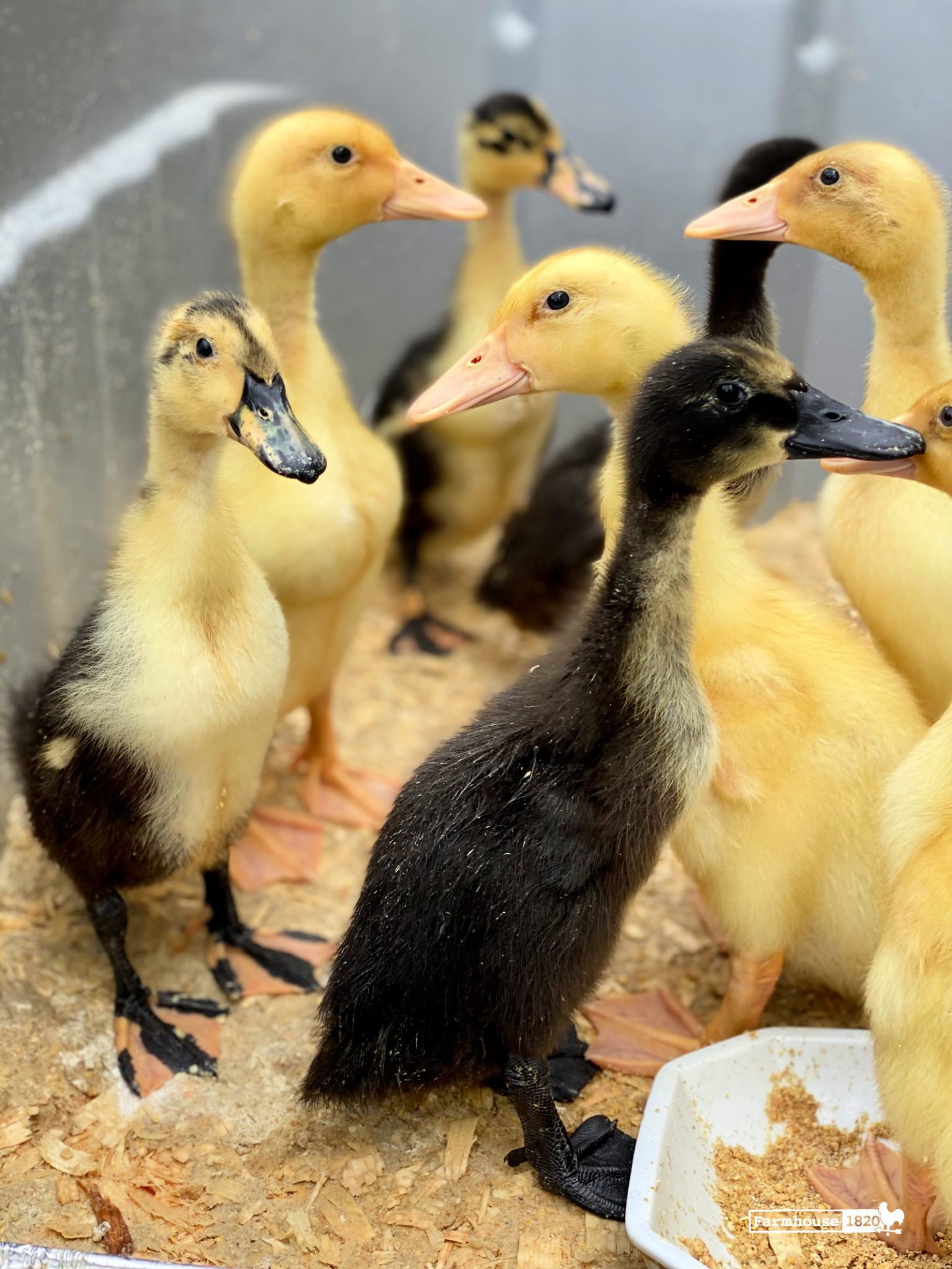 Make Way For The Ducklings - Farmhouse 1820