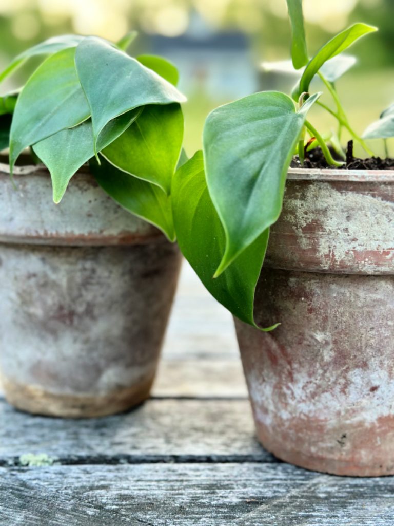 How To Age Terracotta Pots With Buttermilk & Moss - Farmhouse 1820